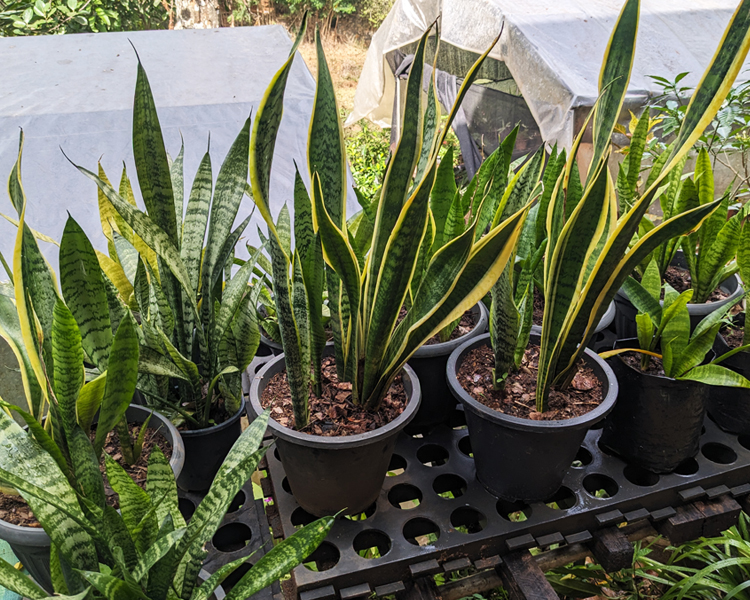 Snake plan- Dracaena trifasciata – u y a n . l k – Landsaping and ...