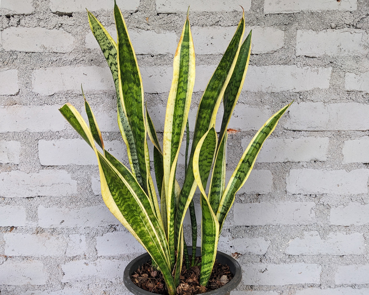 Snake plan- Dracaena trifasciata – u y a n . l k – Landsaping and ...